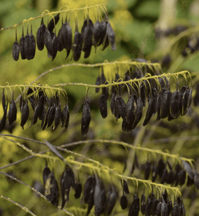 Woad - 1 year old Plant 2025 (quart pot) - Midsummer Farm