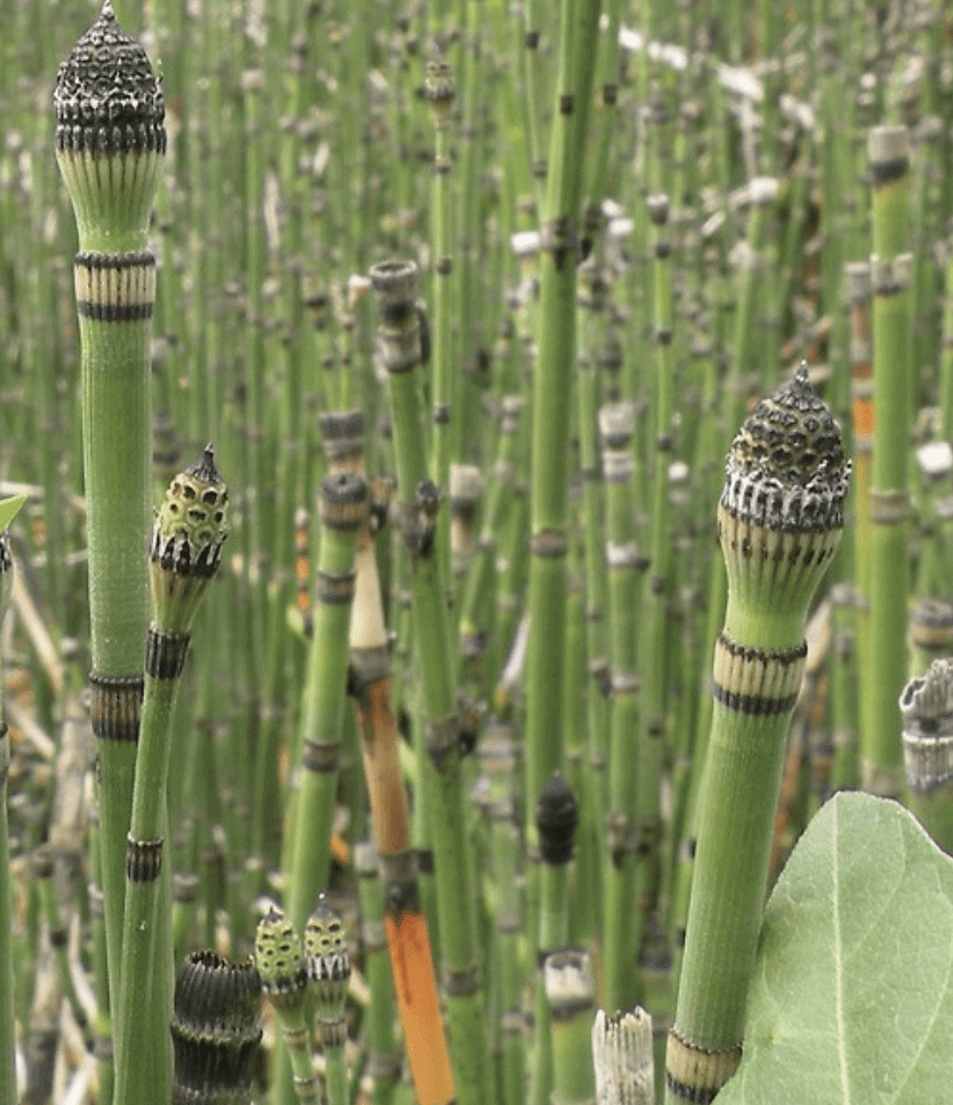 Horsetail - Rough (Equisetum hyemale) (quart pot) - Midsummer Farm