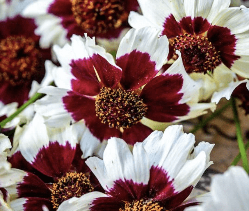 Coreopsis x hybrida 'Incredible Swirl" (3.25" pot) - Midsummer Farm